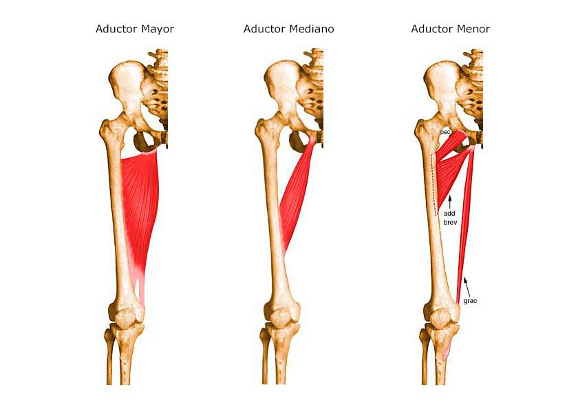 Anatomía de los músculos : Blog anatomía de los músculos del cuerpo humano