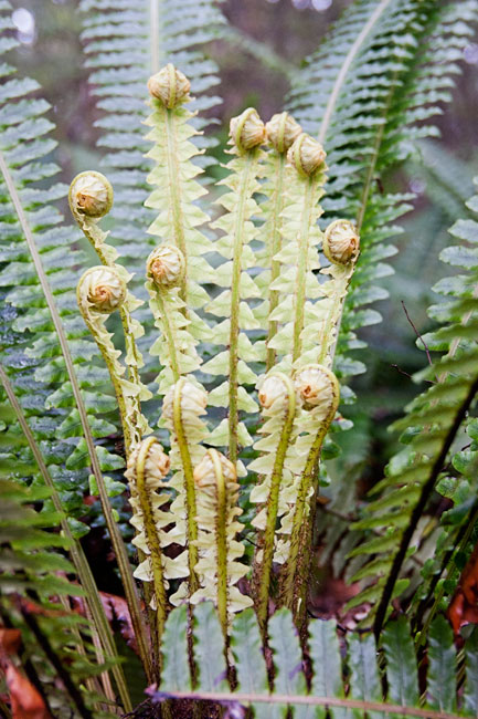 AUULLIDOS por LOBOLOPEZZ: #54. HELECHOS - FERNS
