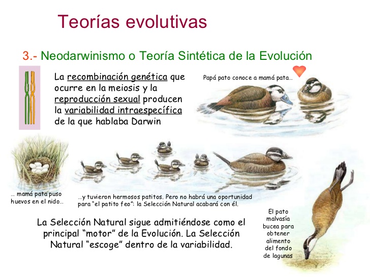 TRIPLE C: Evolución de los seres vivos: Neodarwinismo