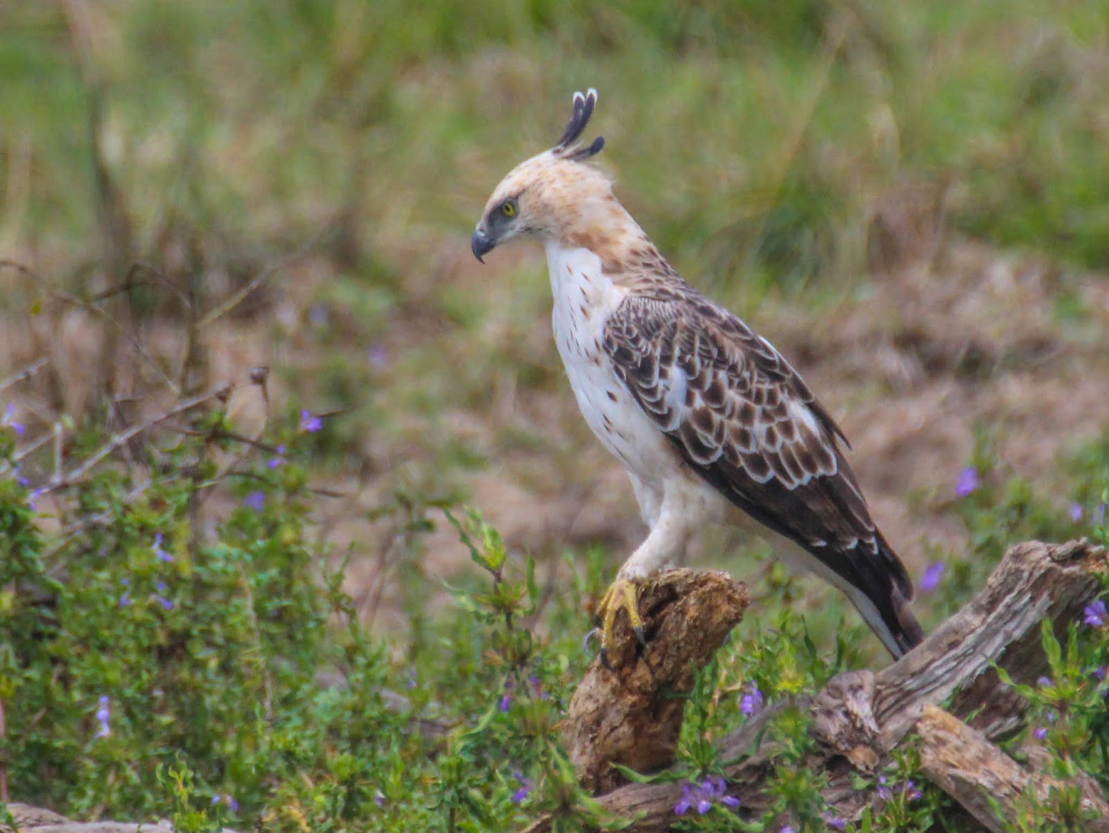 Cannundrums: Sri Lankan Crested Hawk-Eagle
