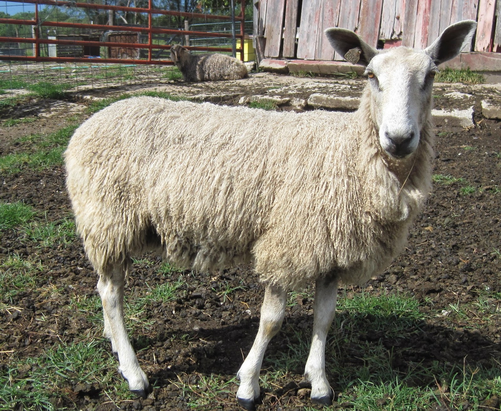 DreamCatcher Sheep & Fiber Farm: 2014 Sheep for sale, Bluefaced ...