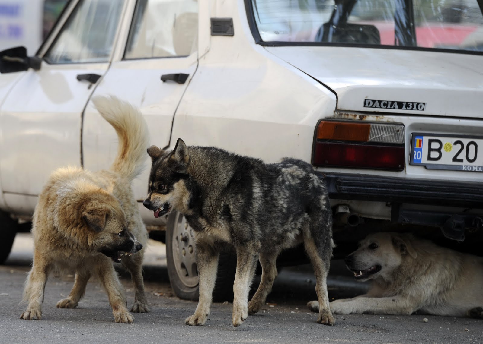 CRISTIAN NISTOR: CAINI COMUNITARI - BUCURESTI