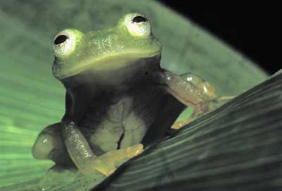 ANIMALS PLANET: Animal pic