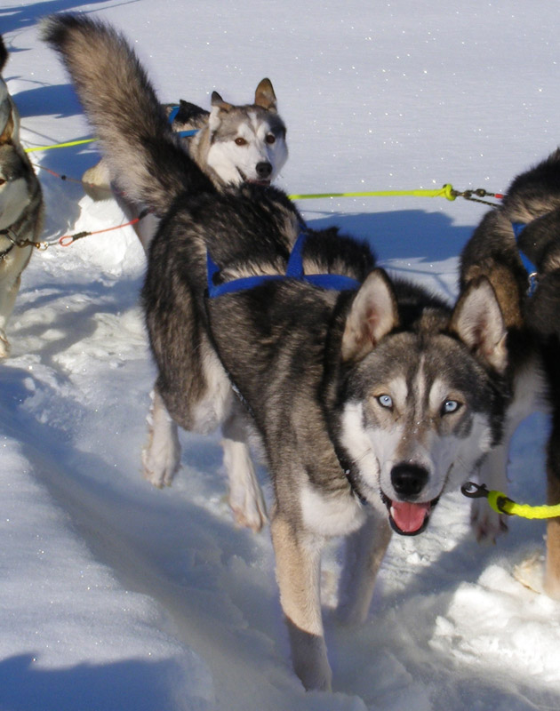Siberian Spirit, siberische husky kennel
