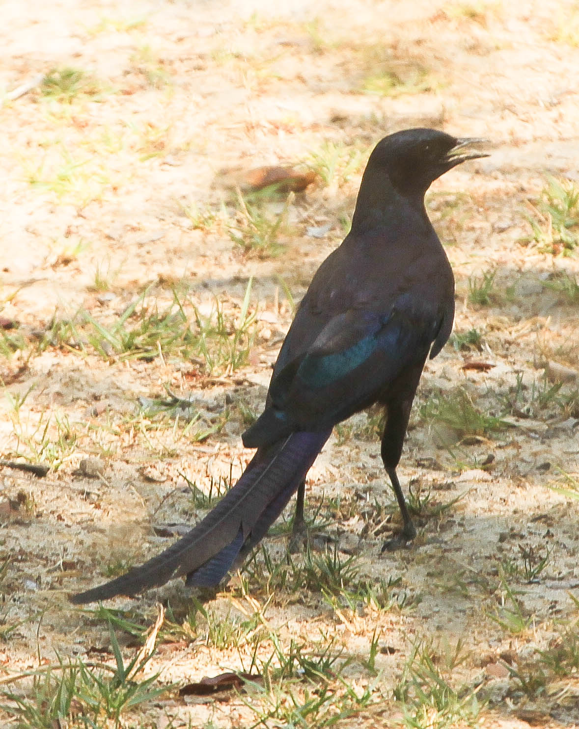Ohio Birds and Biodiversity: The beauty of starlings