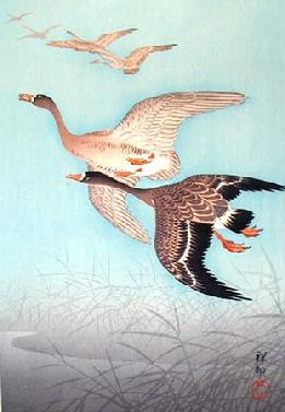 Blue Eyed Ennis: The Wild Goose and Symbols of The Holy Spirit