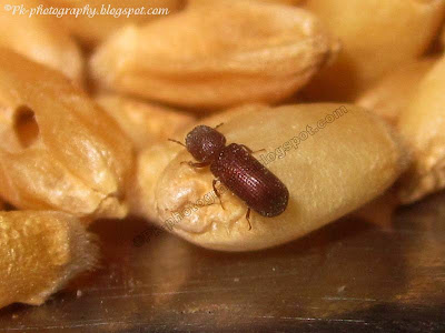 Lesser Grain Borer - Rhyzopertha dominica | Nature, Cultural, and ...