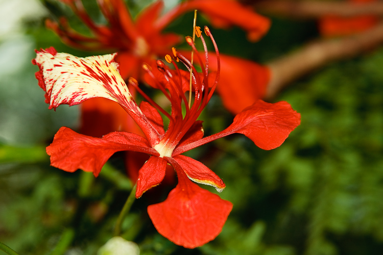 DIÁRIO COM A NATUREZA: 24 DE NOVEMBRO - ÁRVORE FLAMBOYANT