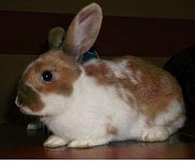 Króliki: Królik miniaturka