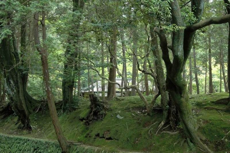 giga world: Garden moss Saiho-ji. Japan