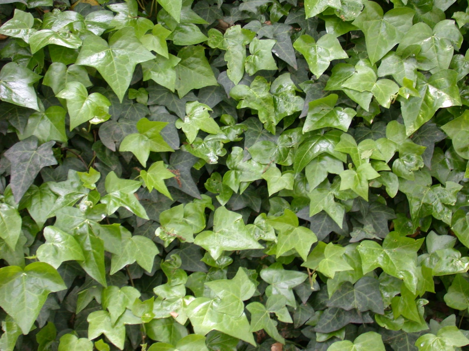 Viveros laynez: Hedera helix