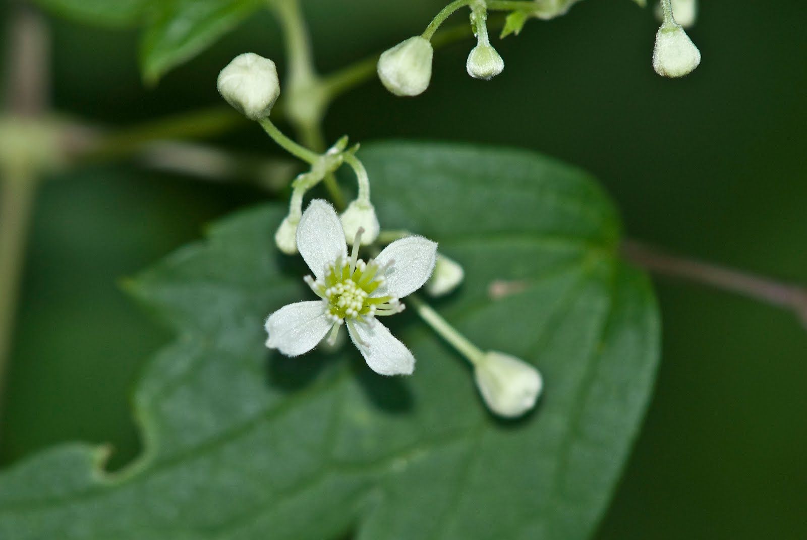 Indiana Plant A Day: Devil's Darning Needles