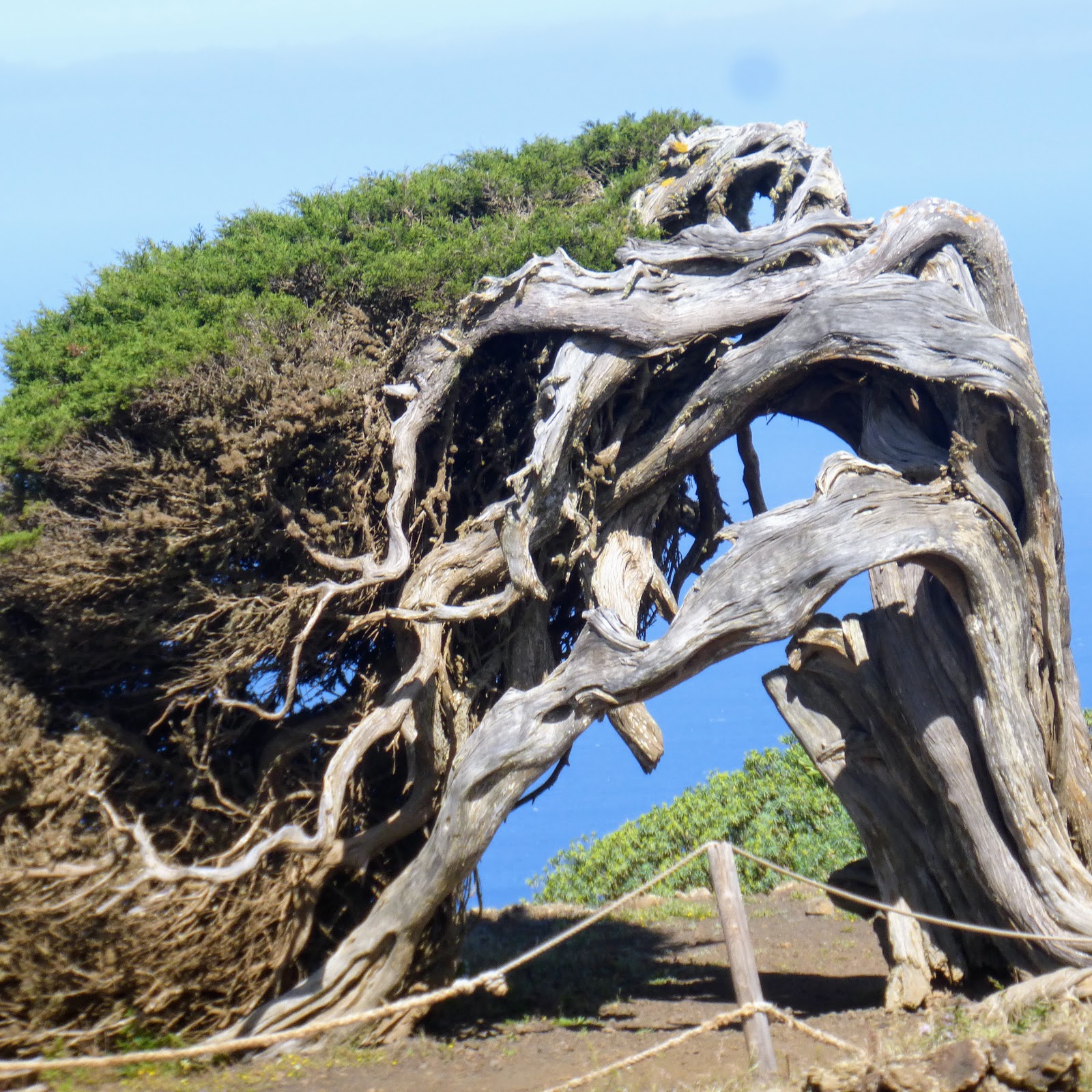 Los caminos de ,,,Canarias: (4) Descubriendo las sabinas