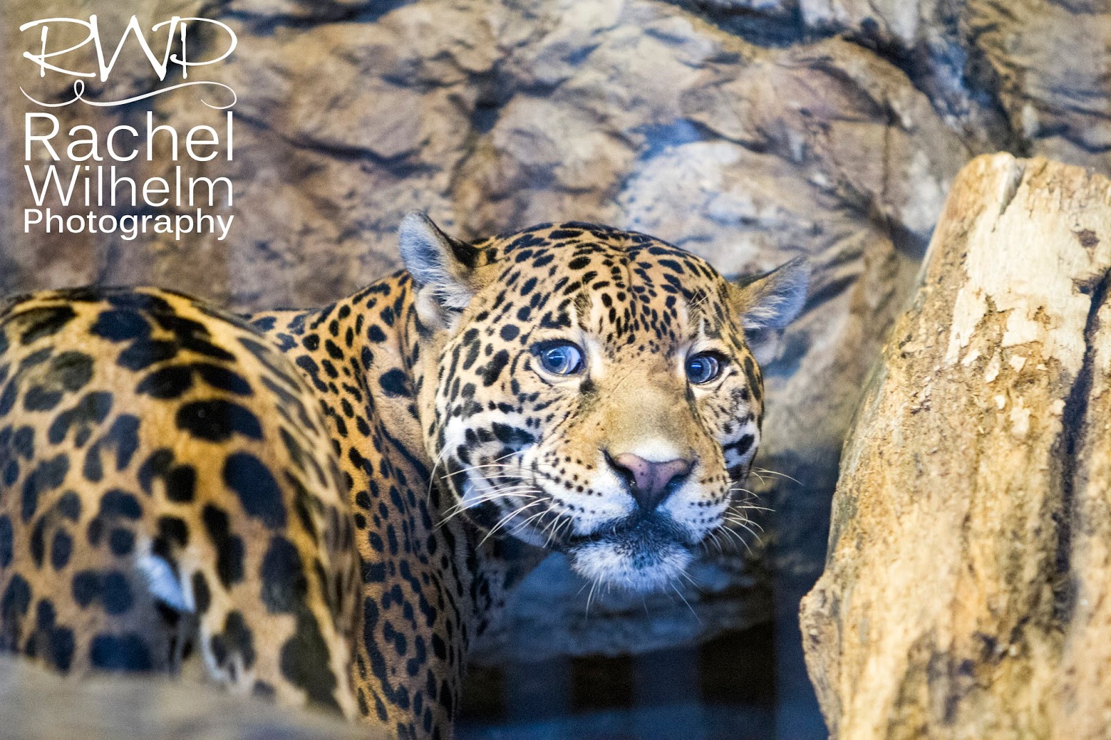 RWP Wildlife: Jaguar