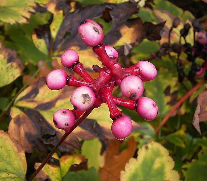 Musings of a Biologist and Dog Lover: Crazy Plants: White Baneberry