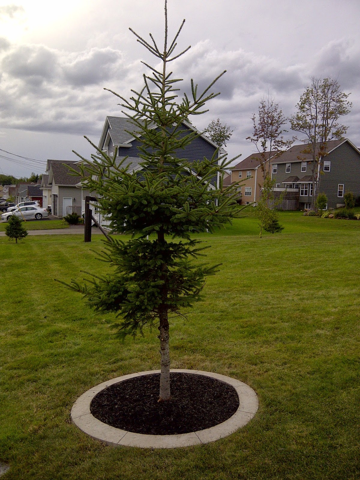 Another Day Another Project: Concrete Borders for Trees