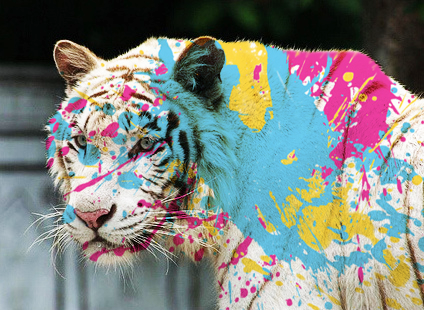 Emily's Blog: Splatter Paint Tiger
