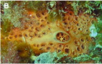 Sclerosponge - Alchetron, The Free Social Encyclopedia