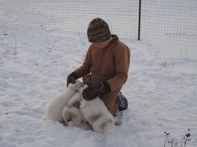 Housman Farms: Fun in the Snow With Pyrenees Puppies