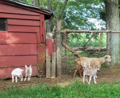 5 Acres & A Dream: Coming Soon.... Baby Goat Updates