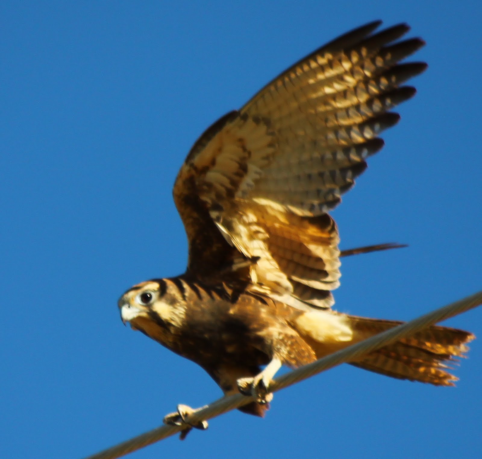 Richard Waring's Birds of Australia: Brown Falcon
