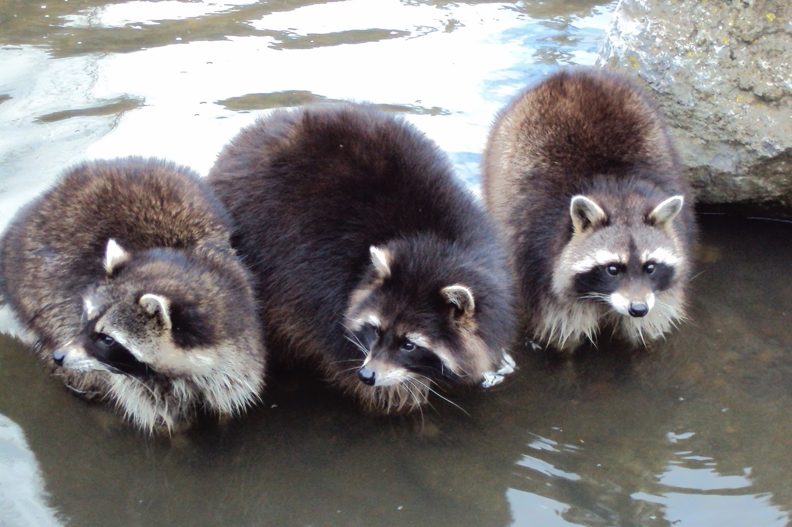 Angela Kuckartz: Raccoons from Rotterdam Zoo (Diergaarde Blijdorp)