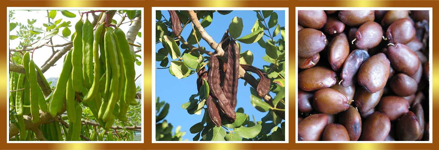 Guía del Plantabosques: ALGARROBO, EL ÁRBOL DE SAN JUAN