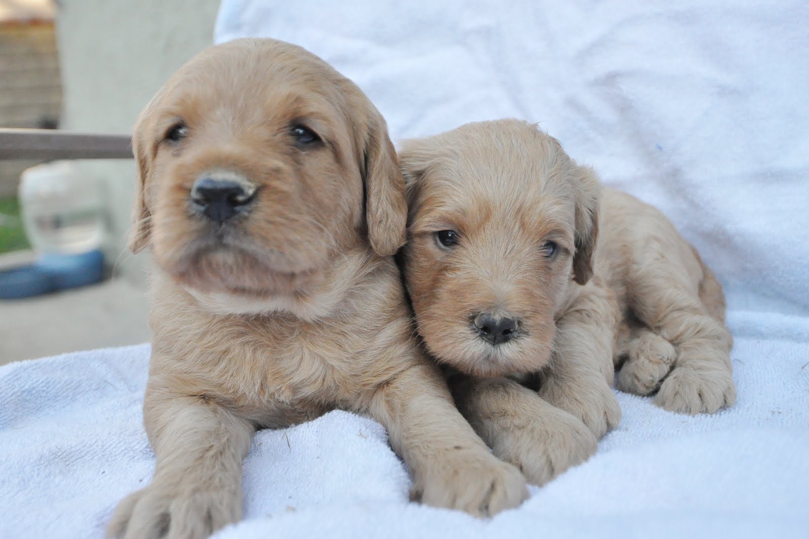 Faithful Doodles: 4 Week Old F1B Labradoodles! | Southern California ...