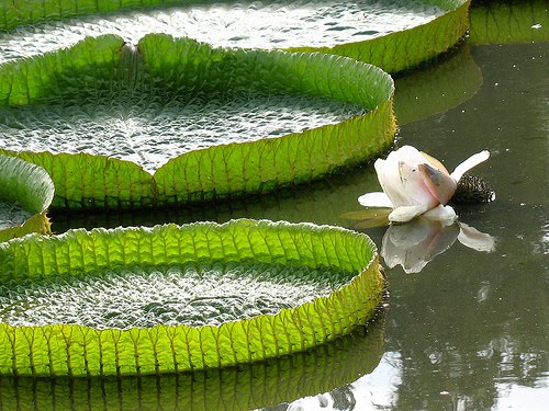 Cultura Guaraní: El irupé