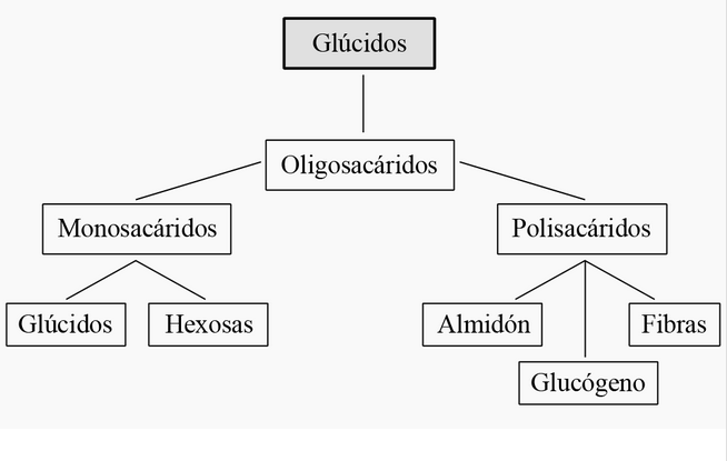 Biologia : Biomoléculas Orgánicas: Glúcidos