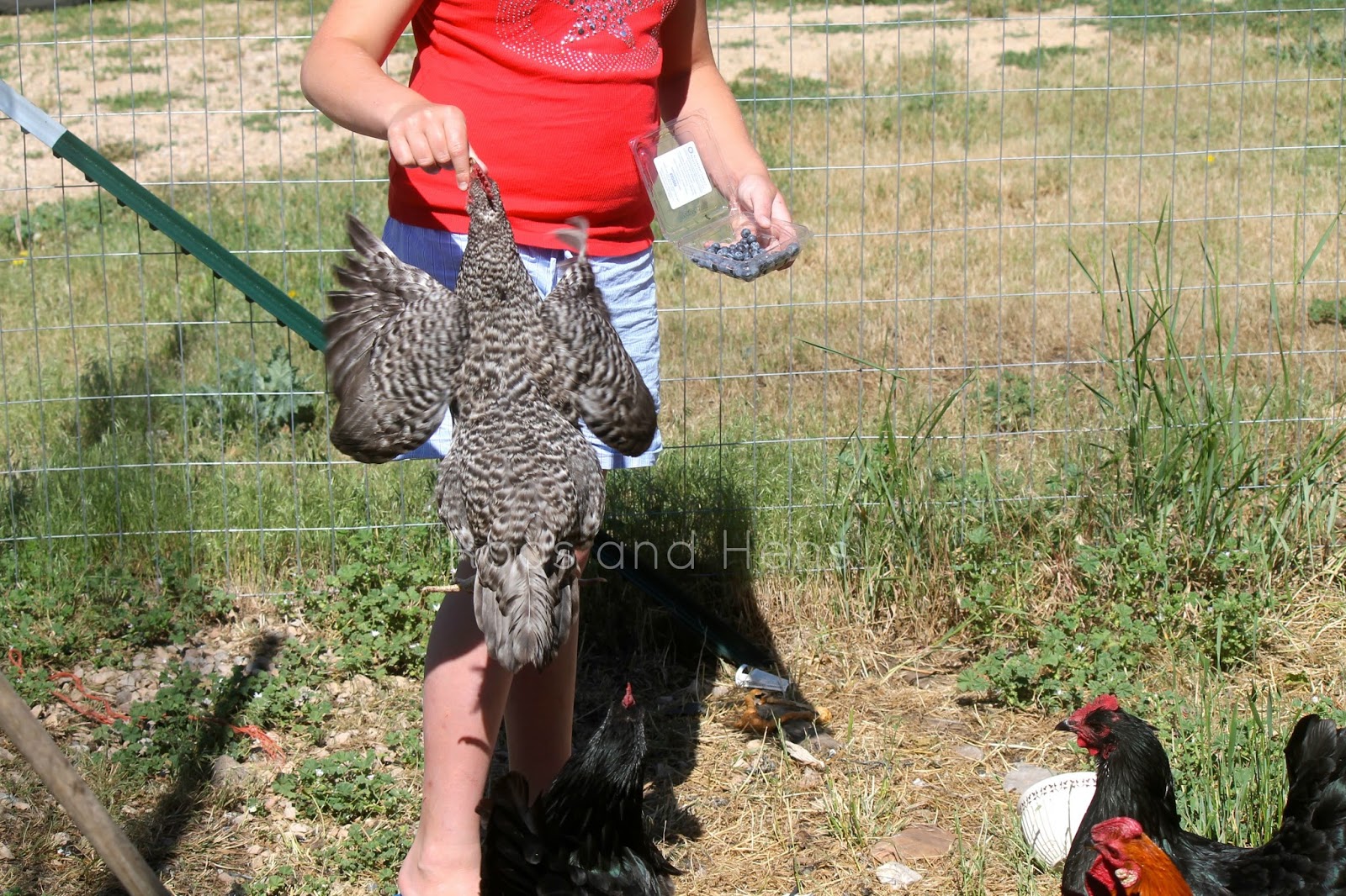 Roos and Hens : Chickens Free Therapy and Life Lessons