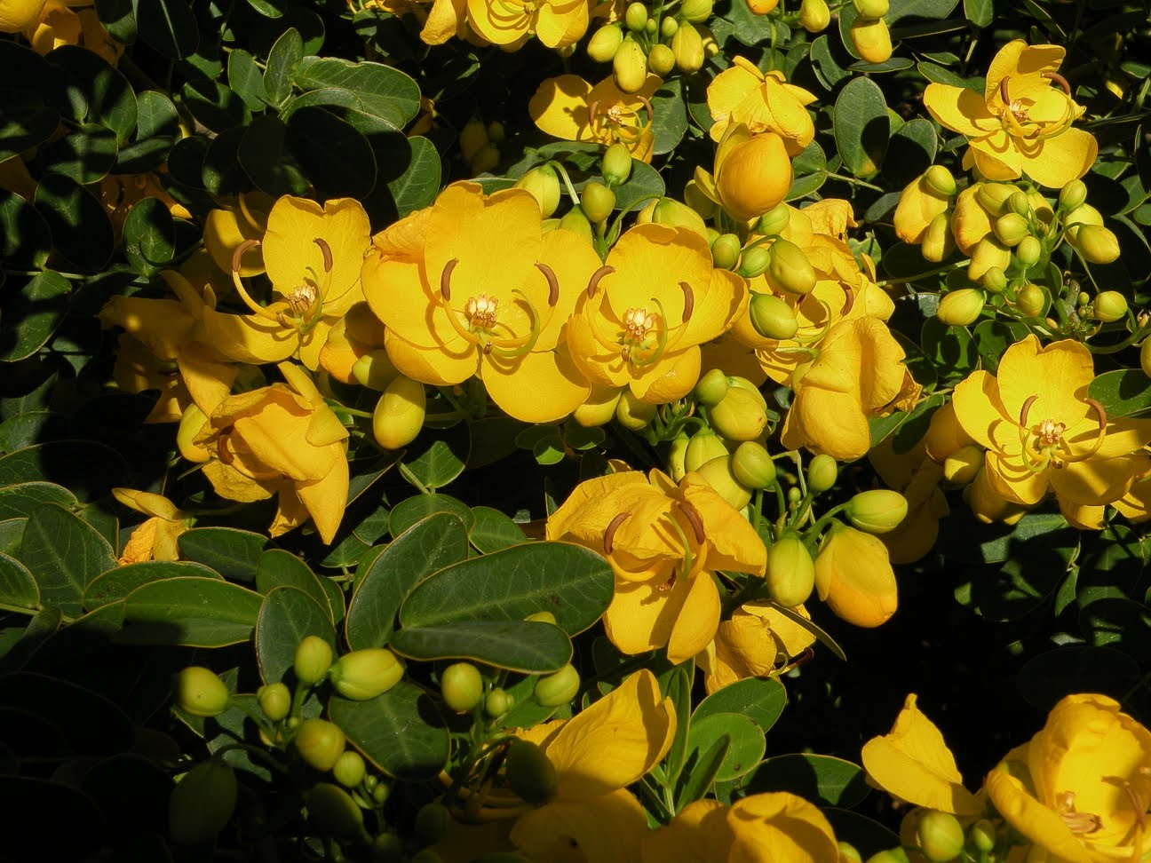 Uruguay's wildlife & Natural sanctuaries - Santuarios naturales & flora ...