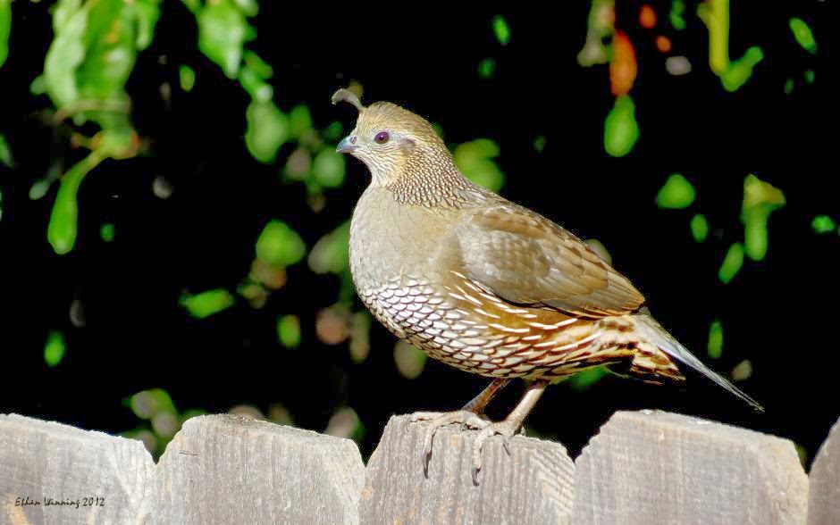 Tierra de pavos, francolines, faisanes y perdices: Codorniz de ...
