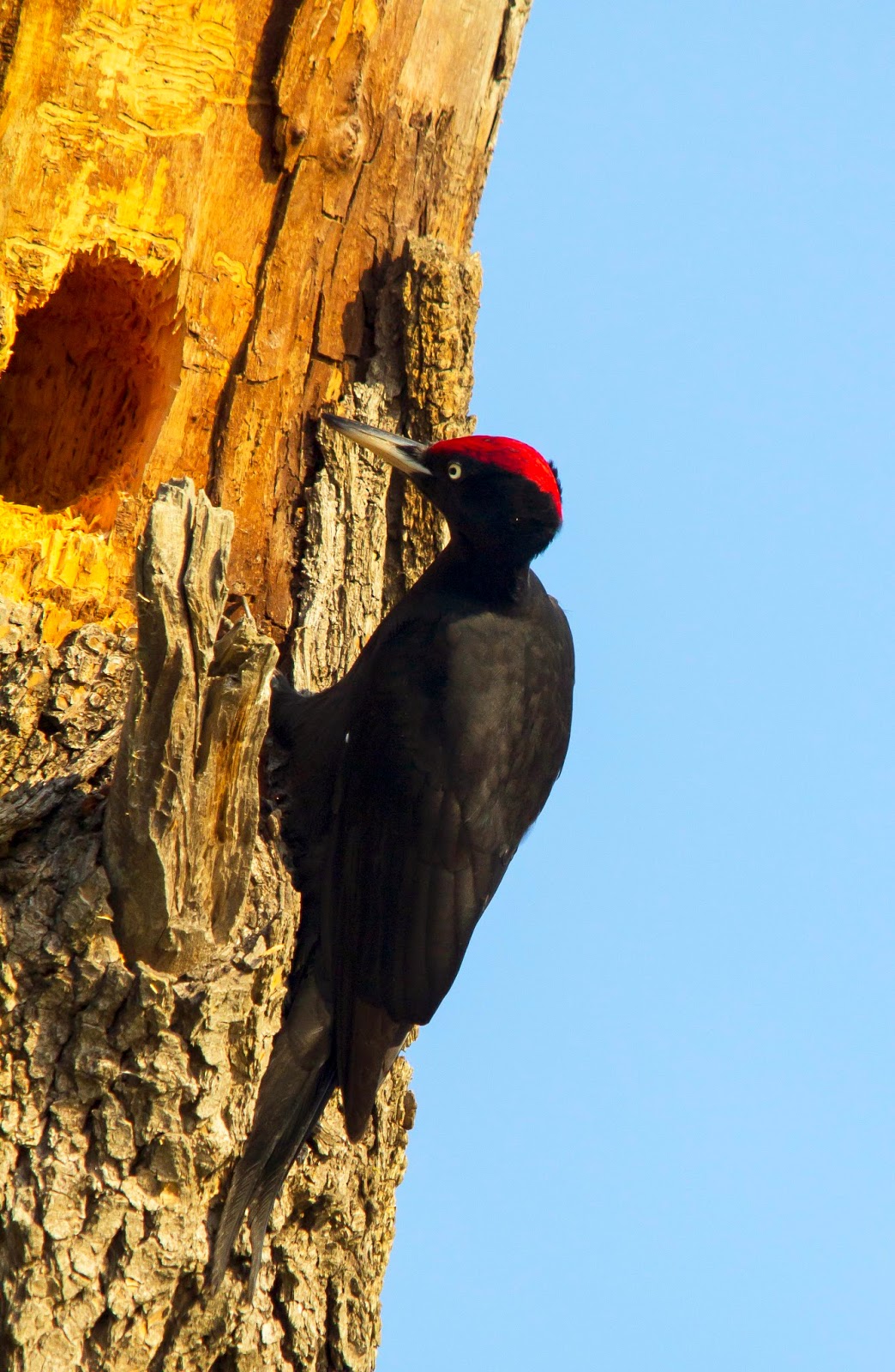 Woodpeckers Of Europe: Gallery: Black Woodpecker