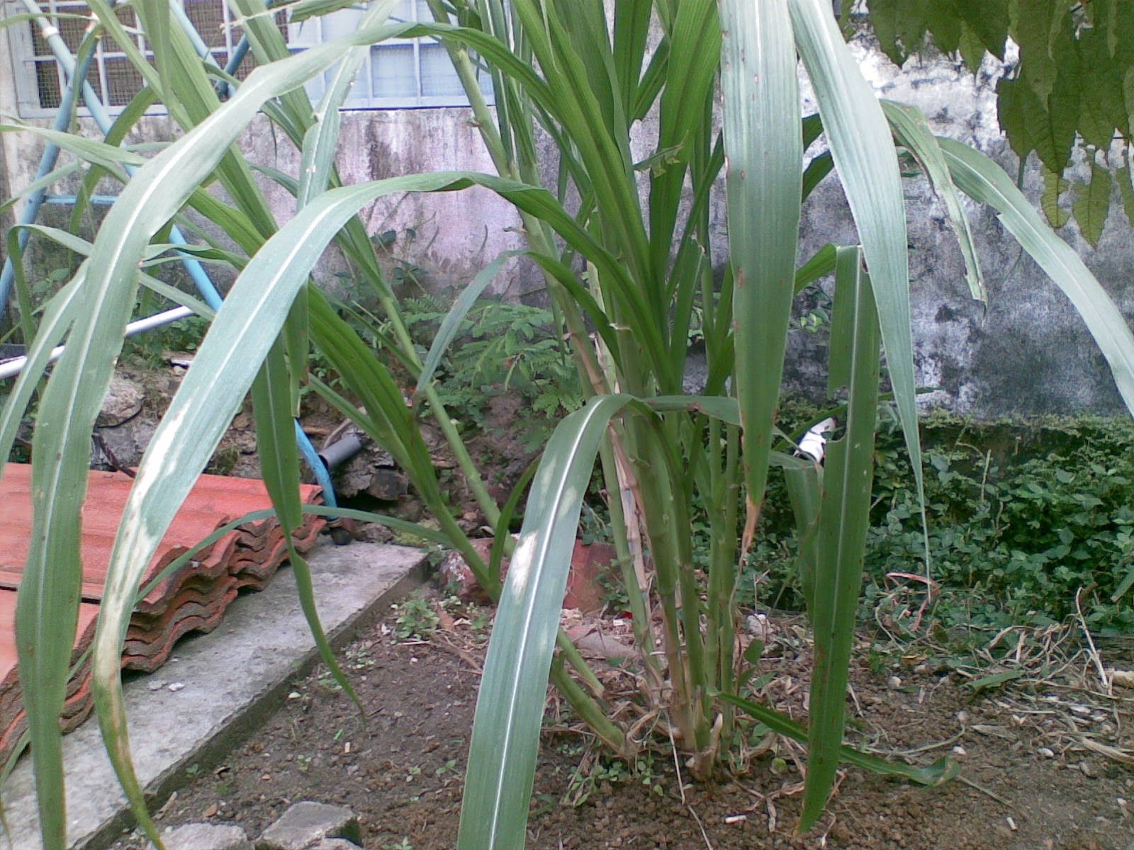 COOL RABBIT: Rumput napier