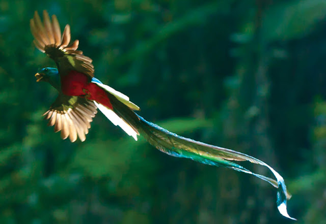 Quetzal | The Biggest Animals Kingdom