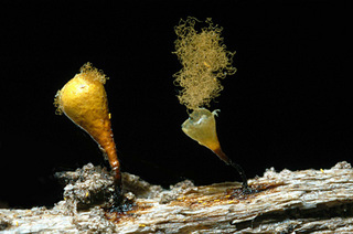 PakAgriFarming: Kingdom Fungi and PhytoPathology - A Unique Perspective