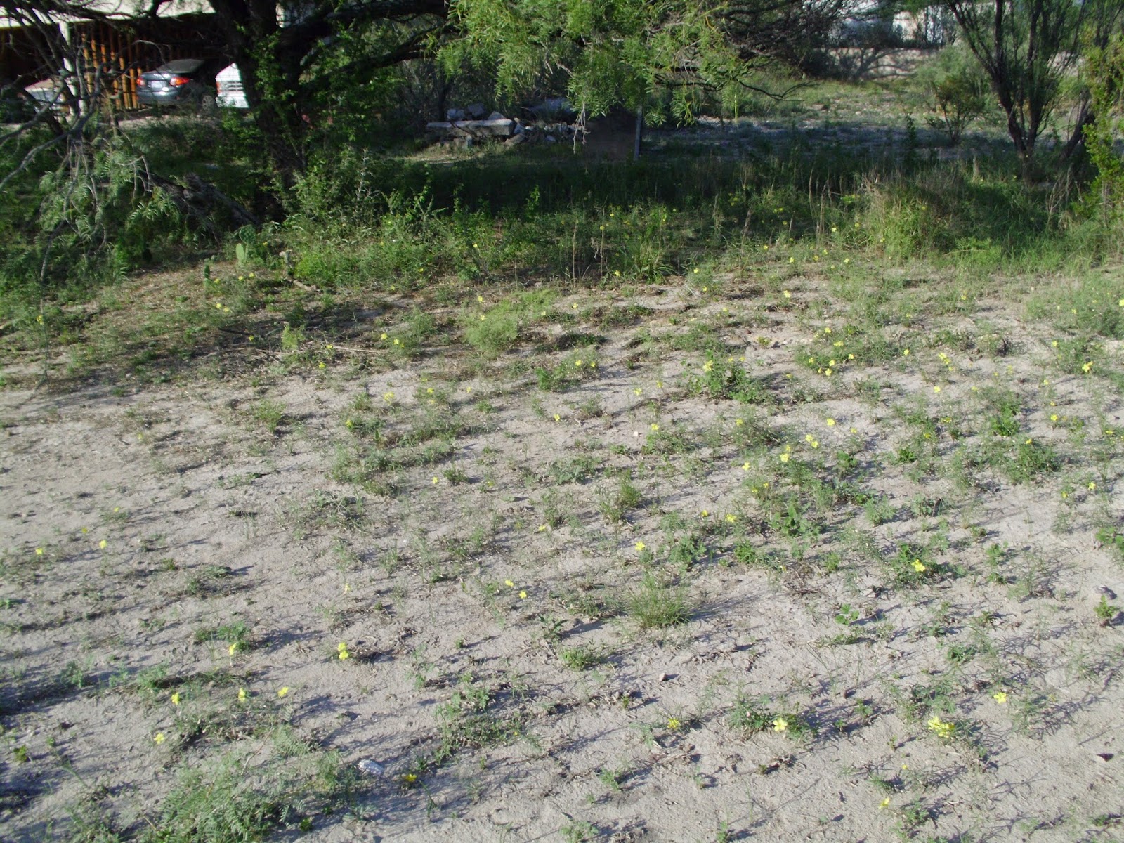 Terlingua Dreams: A tour of our weed infested yard