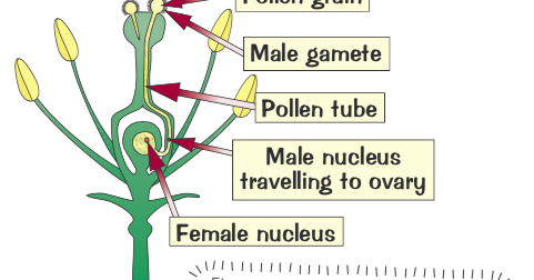 IGCSE Biology: 3.4 understand that the growth of the pollen tube ...
