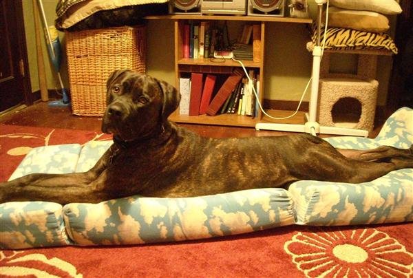 Pit Bull Frogs: Pit Bull Frog Photos