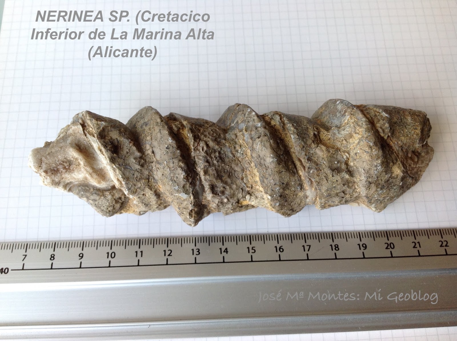 Mi Geoblog: Geologia y más: FAUNAS FOSILES DEL CRETACICO INFERIOR DEL ...
