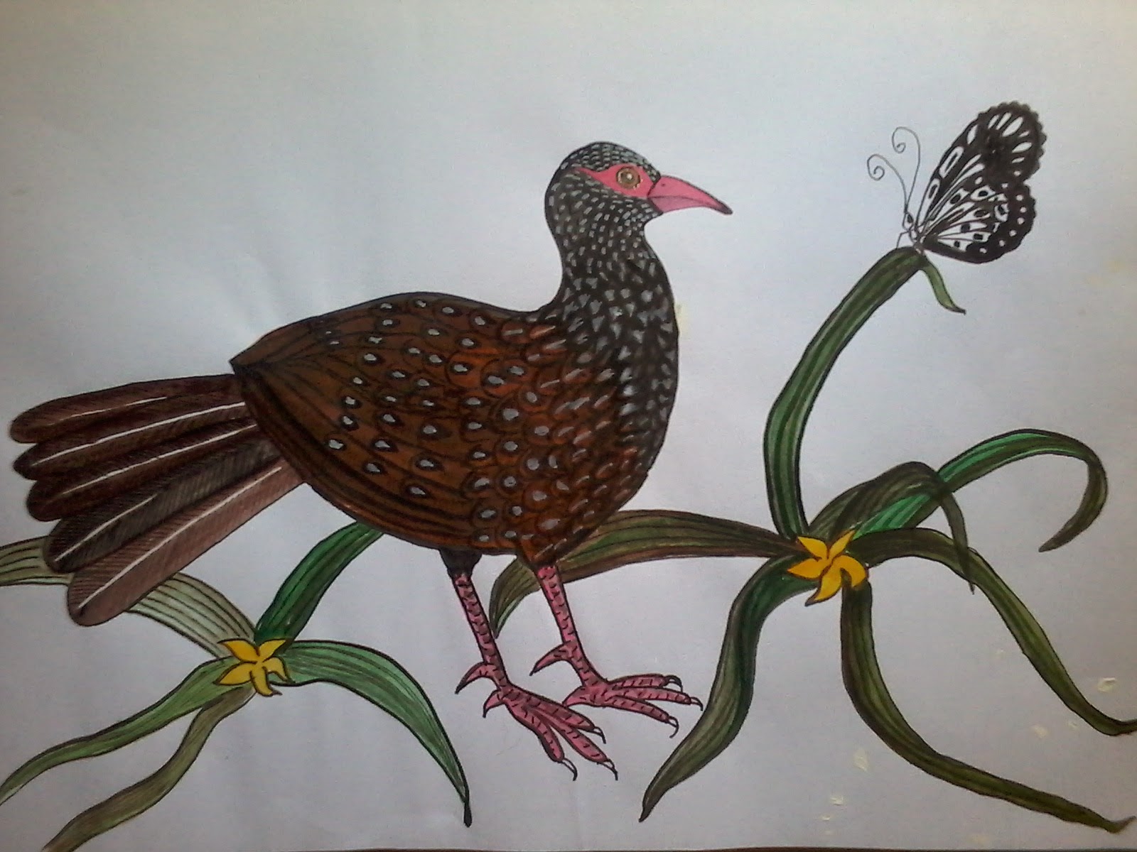 Sweeping Girl: Endemic Birds Sri Lanka (1-16)