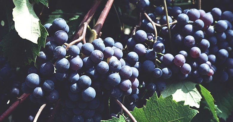 Jenis Anggur Yang Cocok Untuk Dataran Rendah