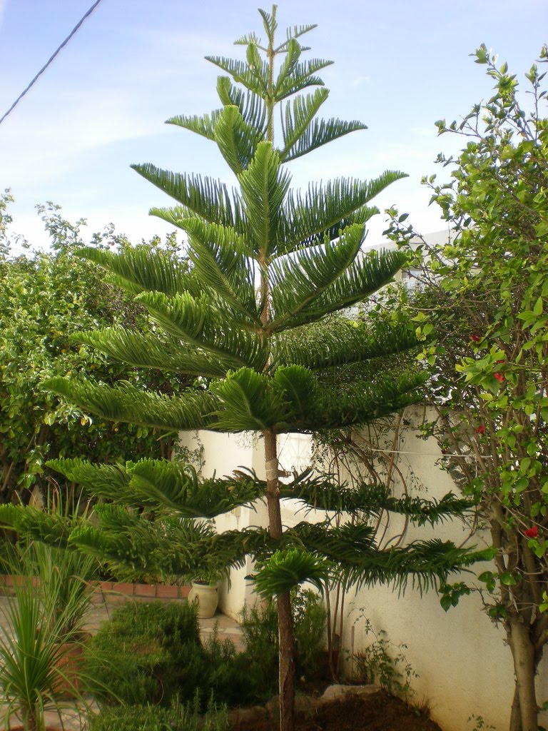 Araucaria heterophylla - JungleKey.fr Image
