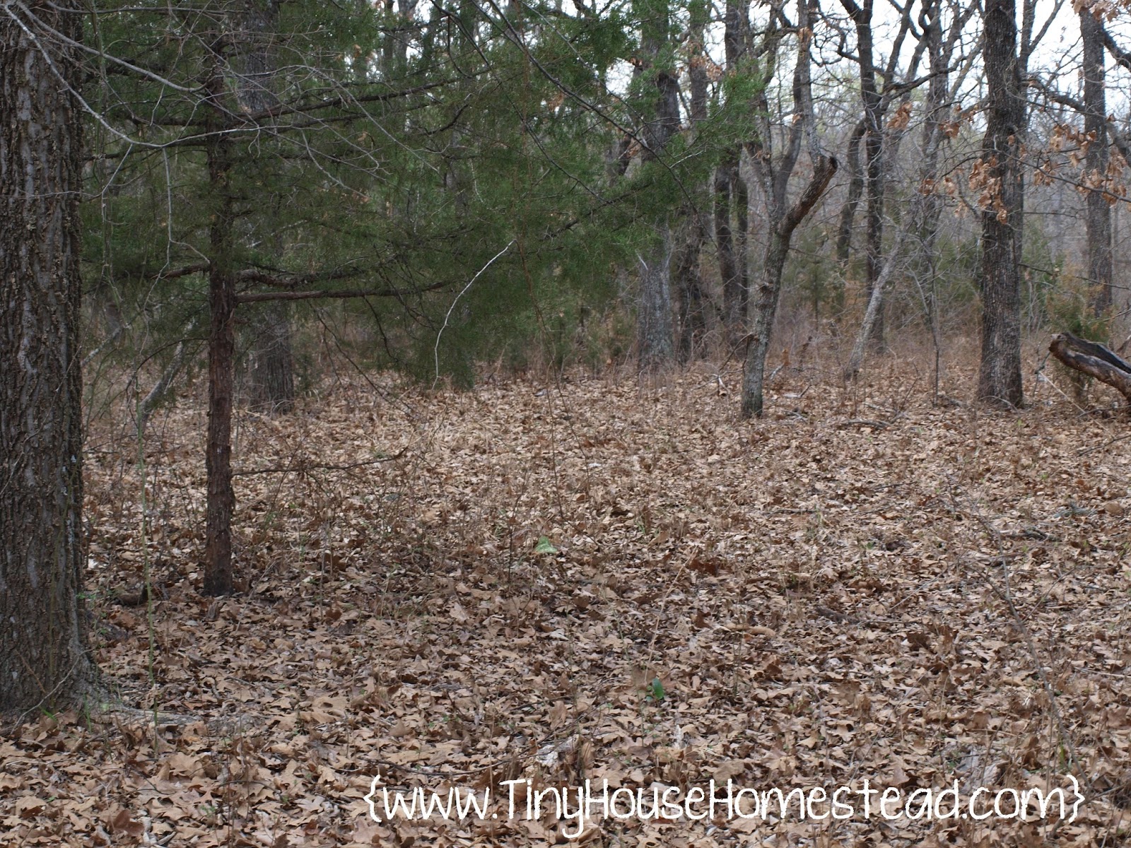 Tiny House Homestead: Managing Eastern Red Cedar on the Homestead