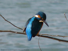 Lo que veo en Zaragoza