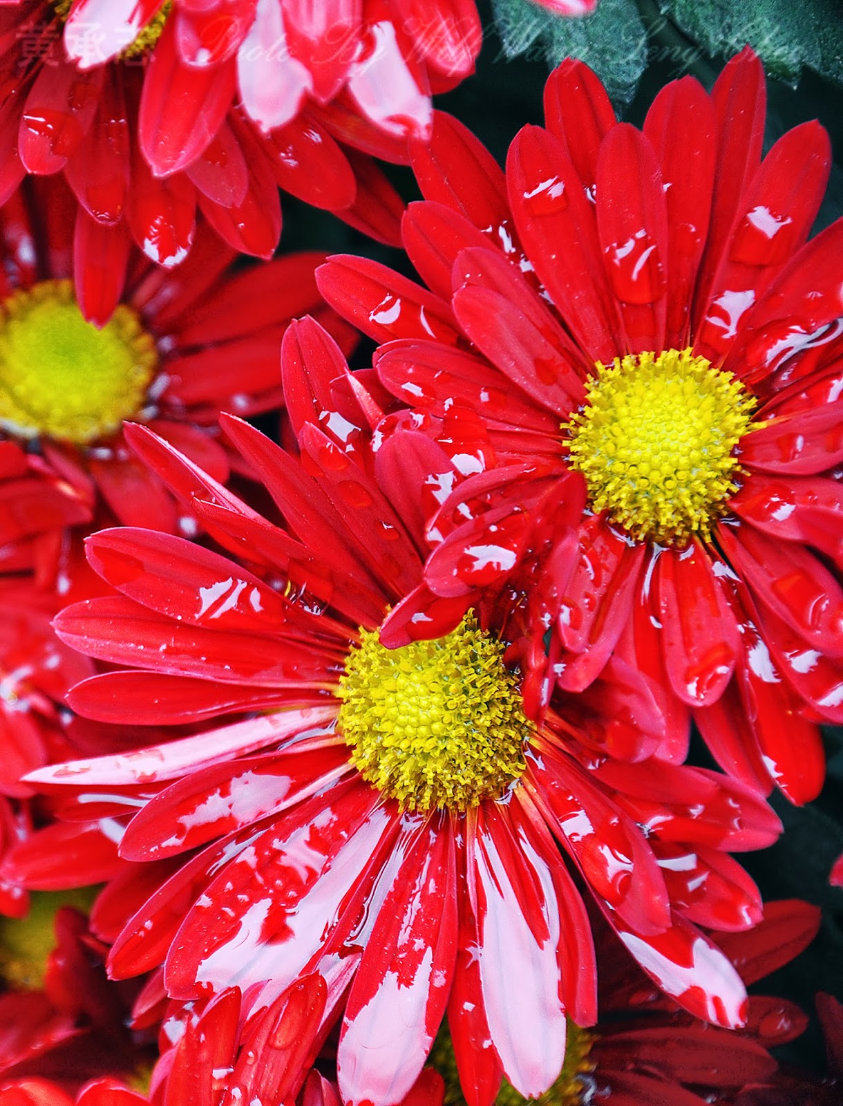 Torino In My eyes: Autumn Flowers