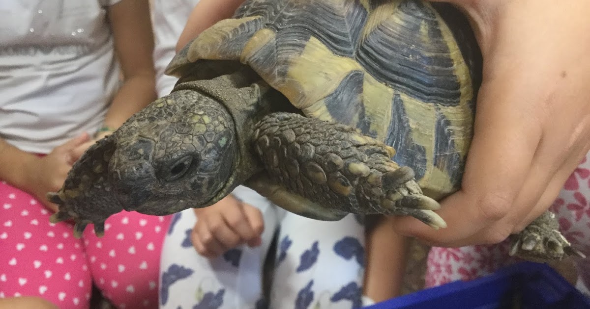 Unmondodiamici: Le TESTUGGINI