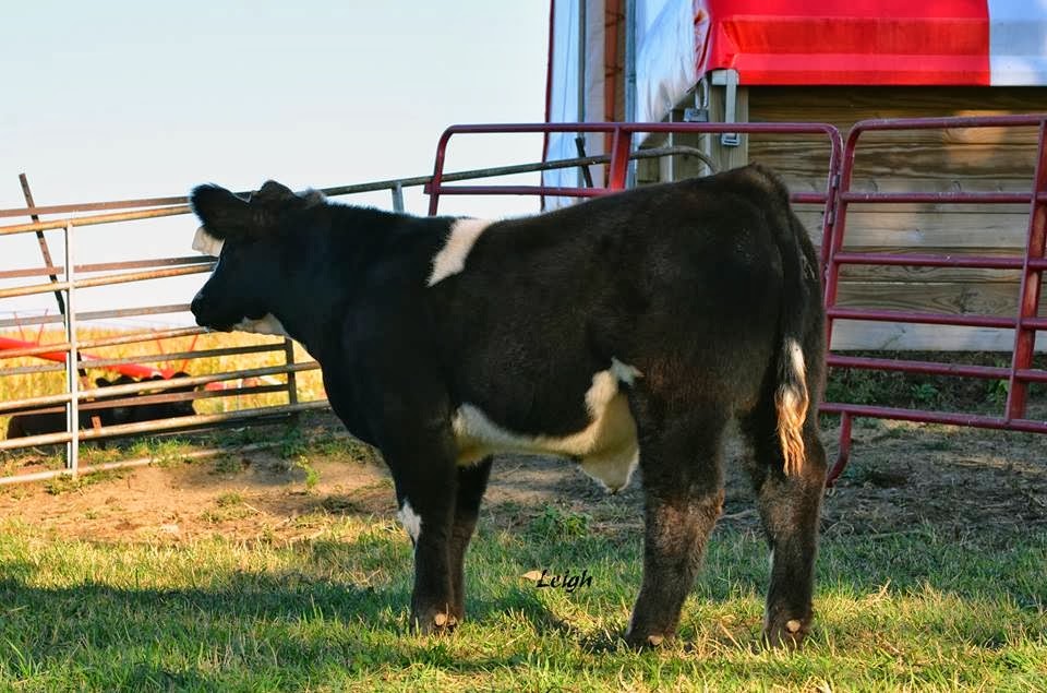 Trausch Farms: Kabela Brothers Cattle - Iowa