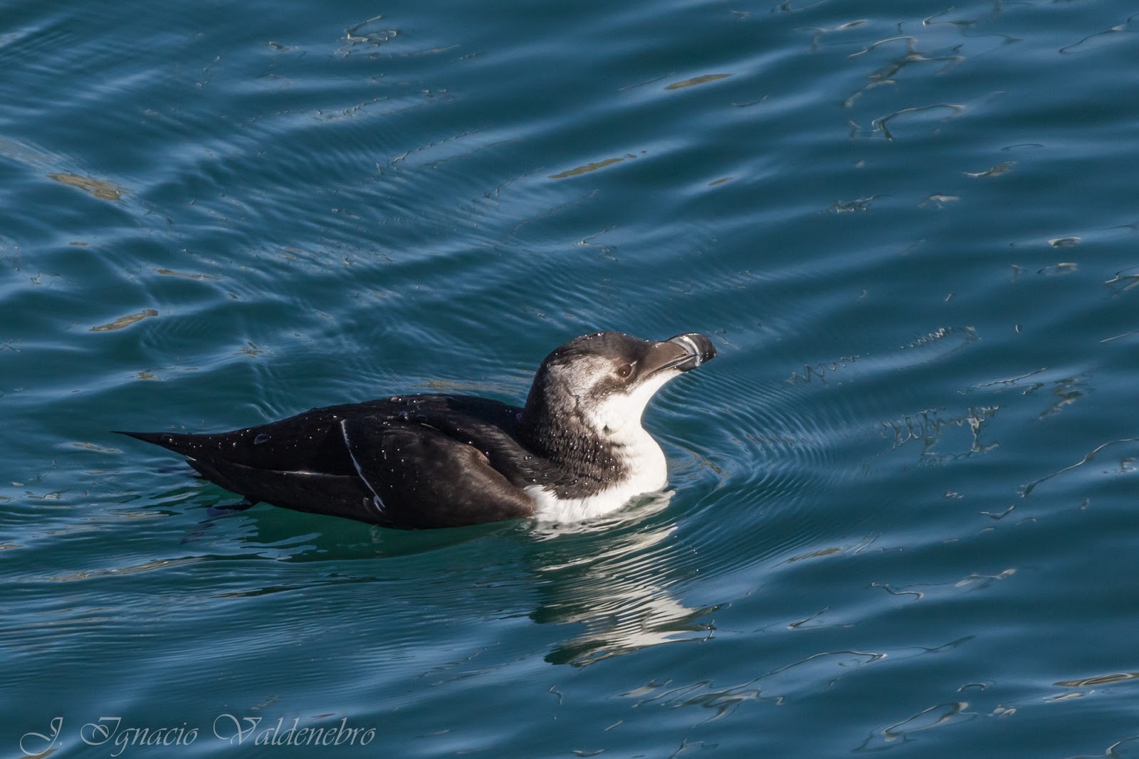 DocNatureBlog: El pingüino europeo. Alca Común (Alca torda). Alca Monxa.